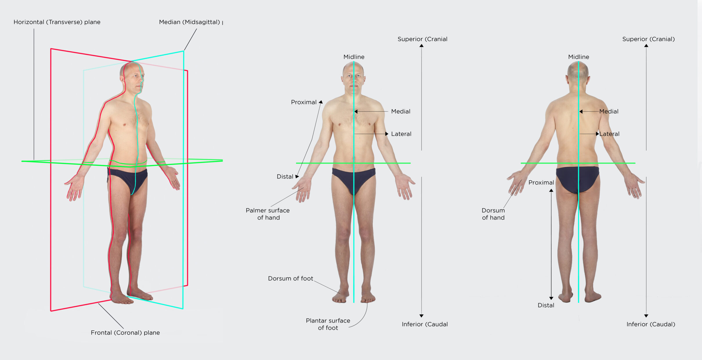 Modelling Pathway – Foundation – CAVE Academy