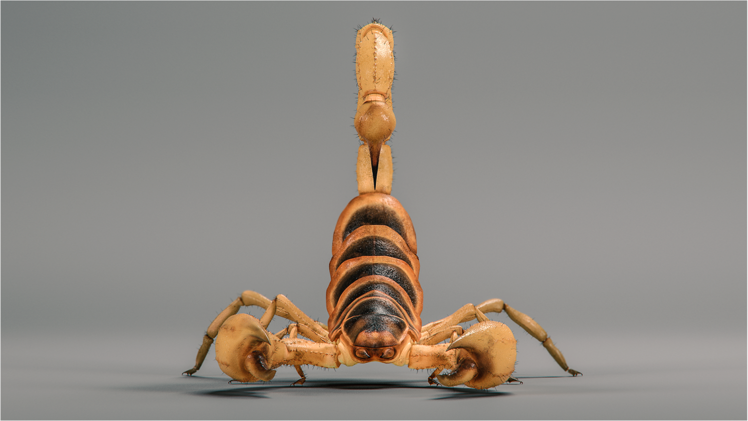 Scorpion – CAVE Academy