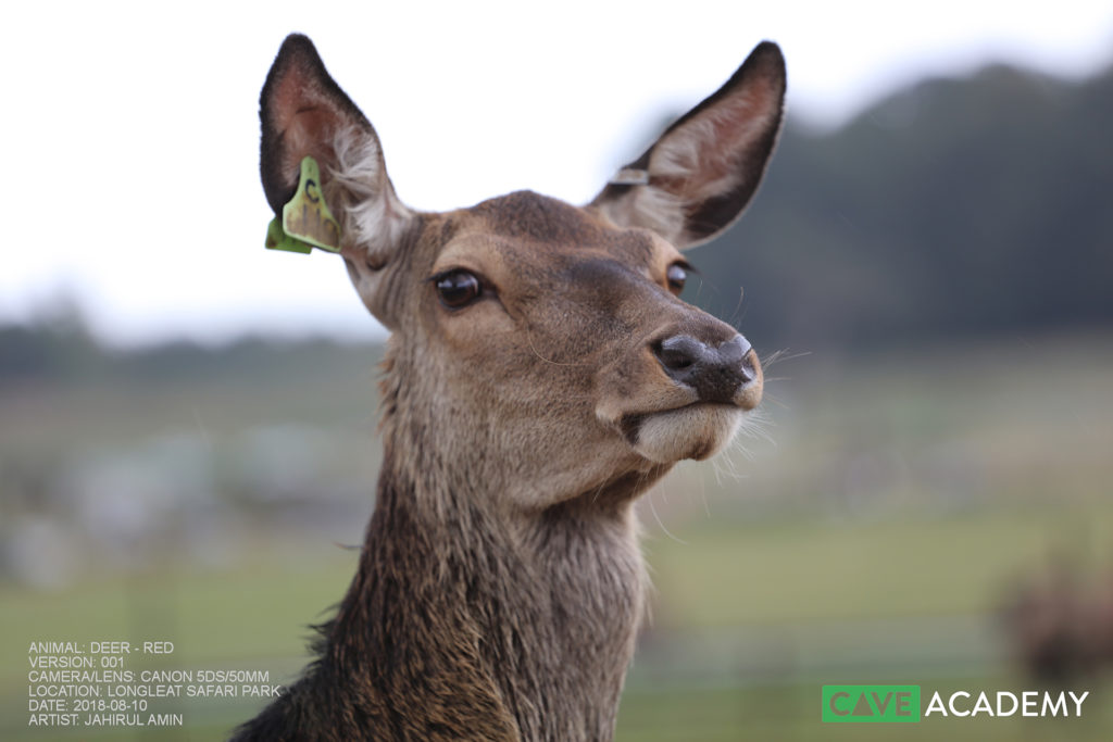 Deer – Red Reference 1001 – CAVE Academy