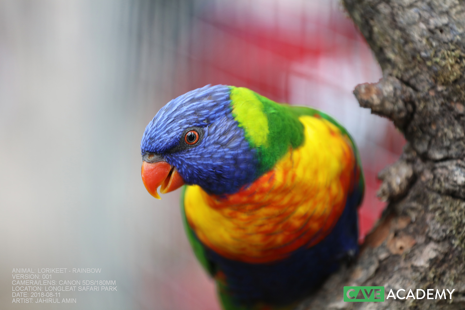 Lorikeet – Rainbow Reference 1001 – CAVE Academy