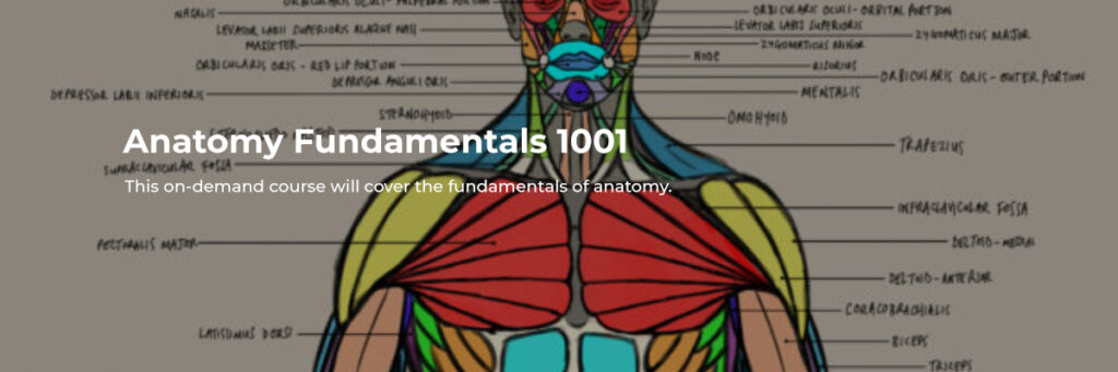 Modelling Pathway – Foundation – CAVE Academy